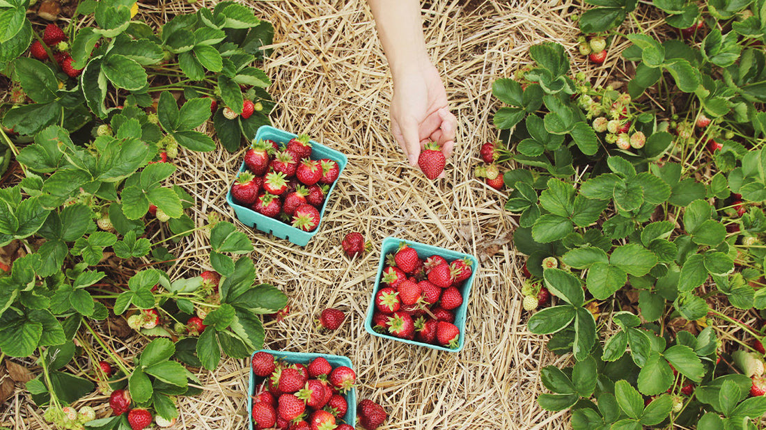 Obstanbau Griedelbach – Obstanbau Griedelbach